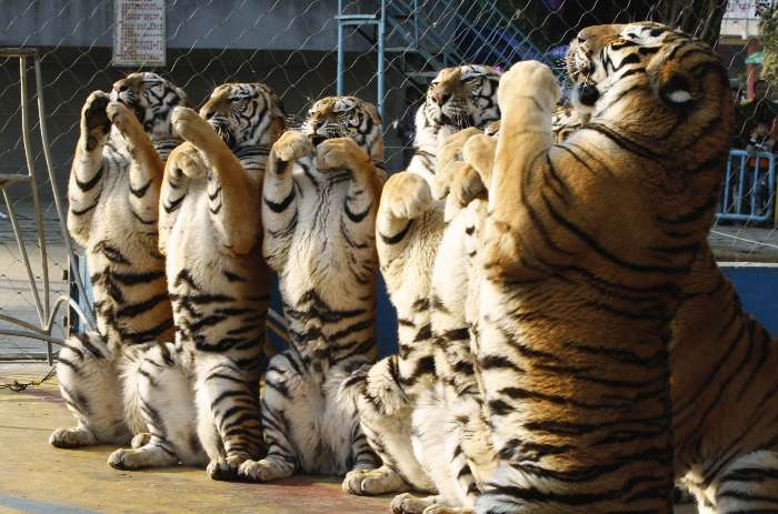 Fator Garota Tigres Siberianos Fofos D
