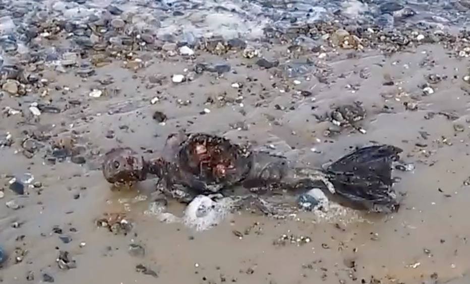 Homem diz ter achado cadáver de sereia em praia da Inglaterra - Emais ... Homem diz ter achado cadáver de sereia em praia da Inglaterra - Emais ...