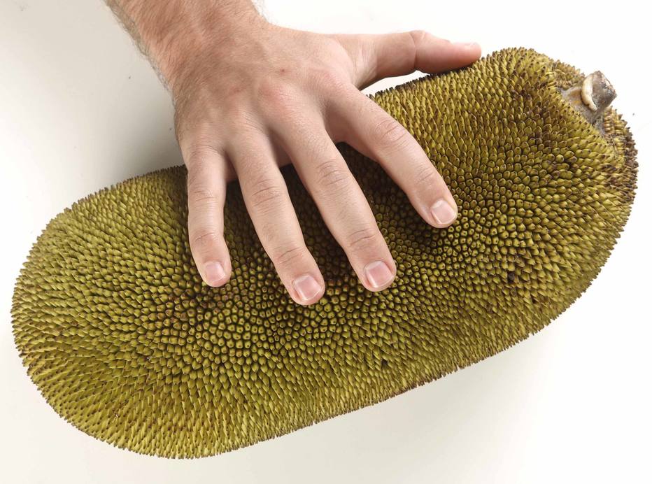 Tudo sobre jaca: como usar a polpa e as sementes na cozinha - Paladar ...