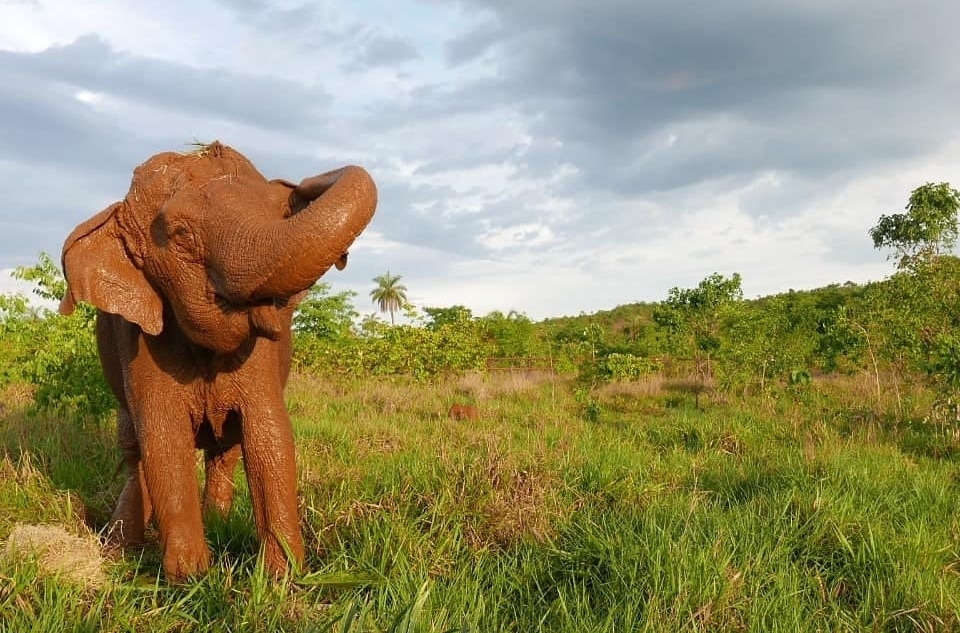 Elefanta Ramba no Santuário de Elefantes Brasil - Sustentabilidade ...
