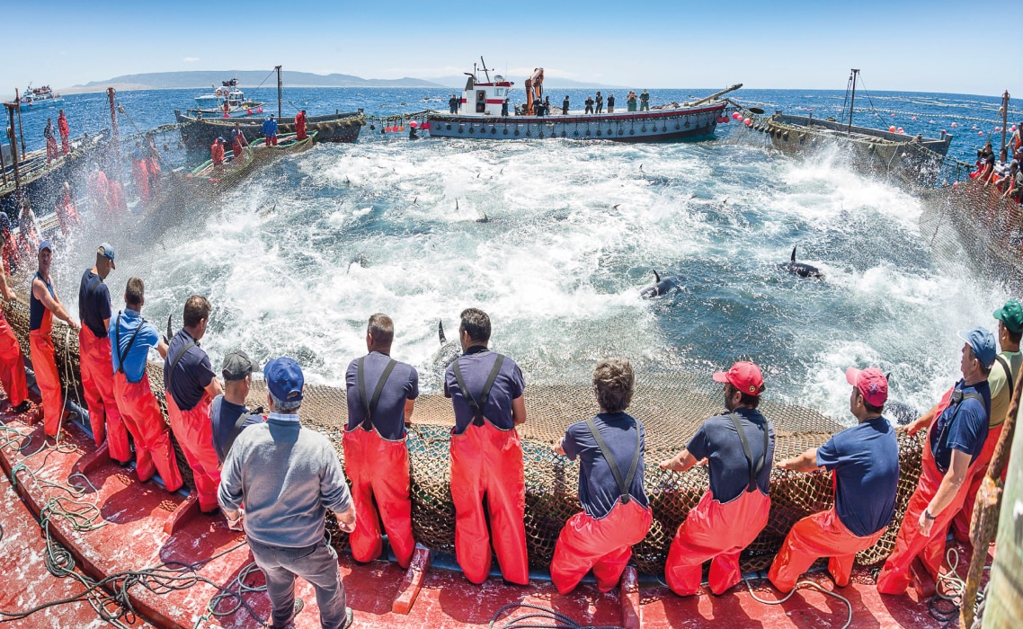 Como é feita a pesca de atum de almadraba - Infográficos - Estadão