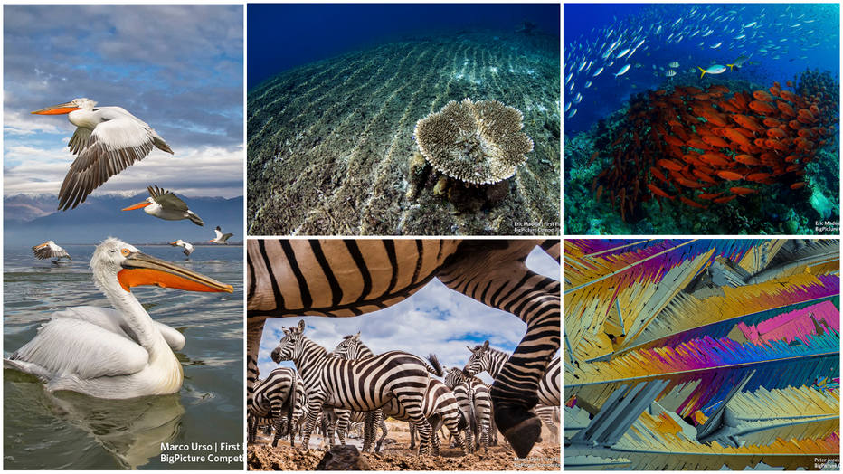 Academia de Ciências da Califórnia escolhe as mais lindas fotos do ...
