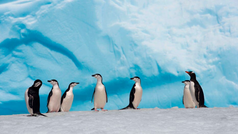 Dia Mundial do Pinguim: saiba algumas curiosidades sobre a ave - Emais ...