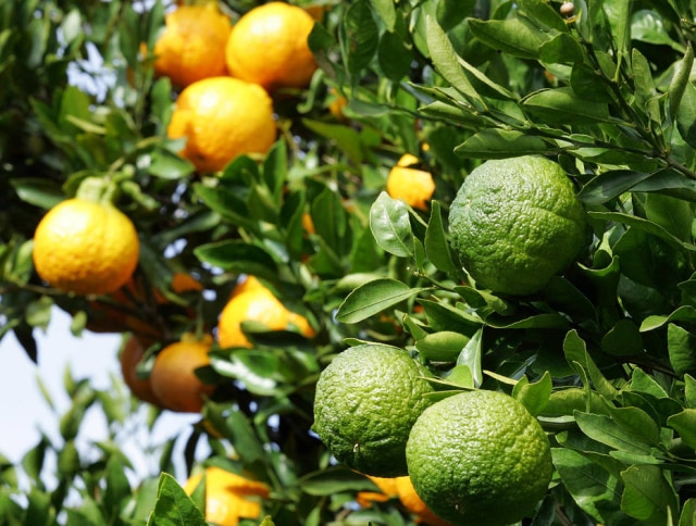 É mexerica ou tangerina? Descubra as diferenças e confira receitas ...