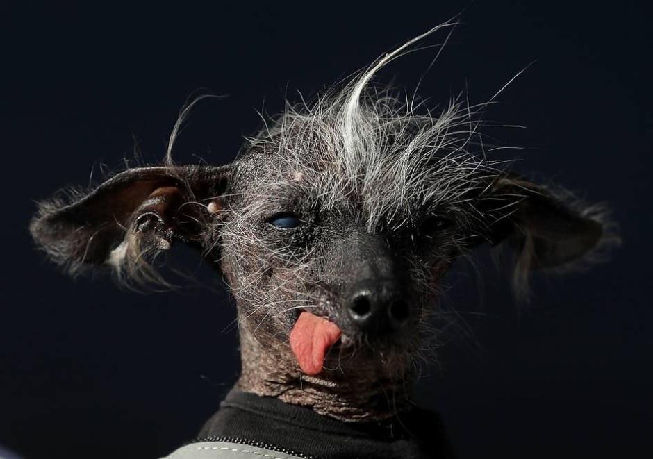 Cadela Martha ganha concurso de 'cachorro mais feio do mundo' - Emais ...