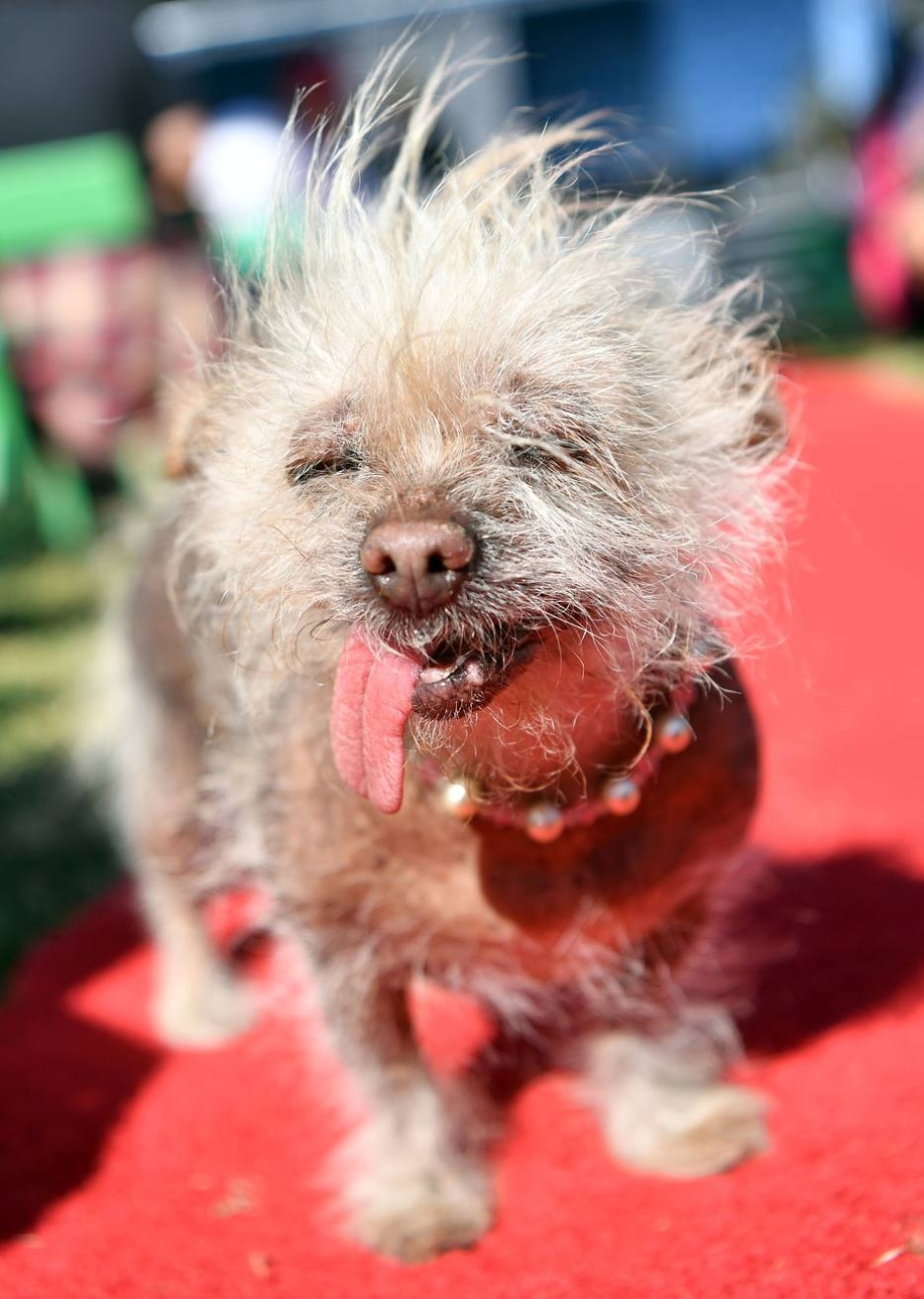 Cadela Martha ganha concurso de 'cachorro mais feio do mundo' - Emais ...
